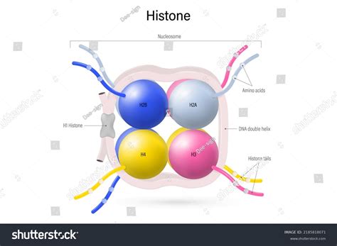 Structure Histone Protein 8 Histone Proteins Stock Vector Royalty Free