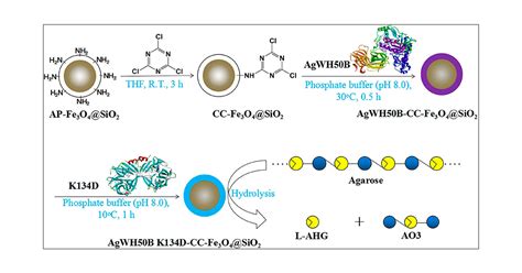 Coimmobilization Of β Agarase And α Neoagarobiose Hydrolase For Enhancing The Production Of 36
