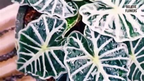Tanaman Hias Alocasia Parasol Tercantik Video Dailymotion