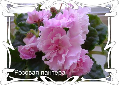 Розовая Пантера