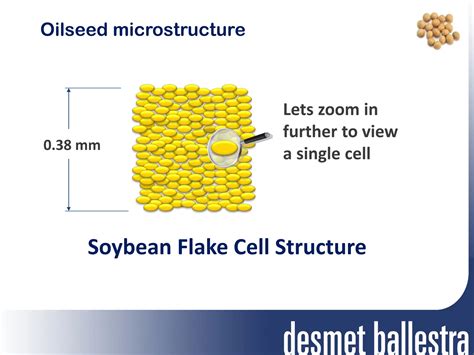 extraction of oil from seeds using solvent extraction technique pdf