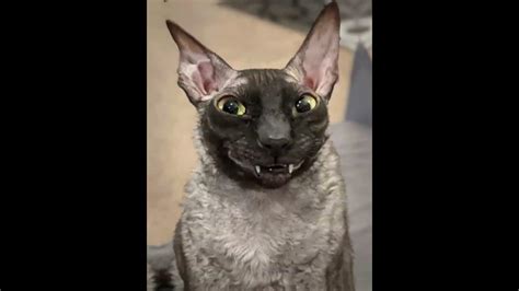 ядовитый и летучий Youtube