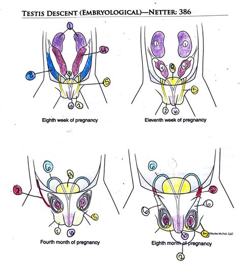 Testis Descent Diagram Quizlet