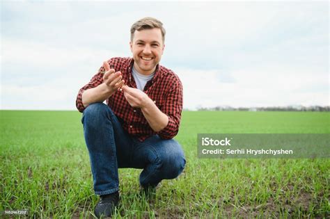 젊은 농부가 밭에서 밀 콩나물의 품질을 검사합니다 농업의 개념 걷기에 대한 스톡 사진 및 기타 이미지 걷기 검사 보기 계절 Istock