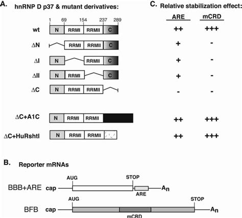 Physical Maps Of Wild Type And Mutant Hnrnp D P37 Proteins And Bbb