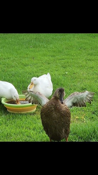 날개짓 하는 오리 Youtube