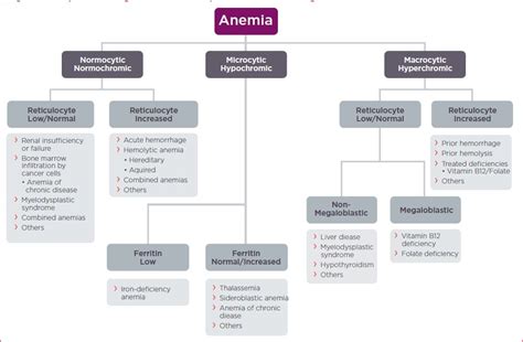 Ahmed Gaber Sharaf Eddin On Linkedin Anemia Classification Anemia