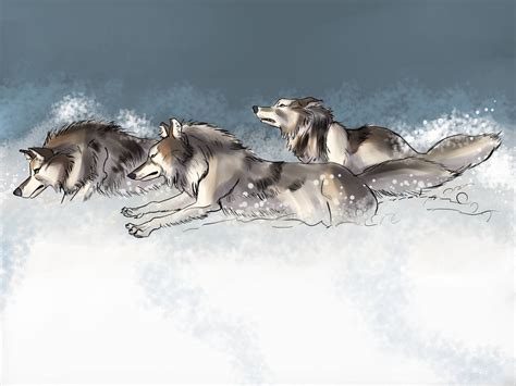 Wolf Pose Practice By Jacy13 On Deviantart