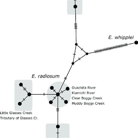 A Median Joining Haplotype Network Depicting Nucleotide Sequence
