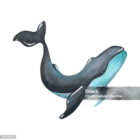 큰 파란색과 검은 고래 수채화 그림 큰 고래 세트에서 격리 된 물체 장식 및 디자인 해양 구성 해변 인쇄물 로고 엽서 포스터