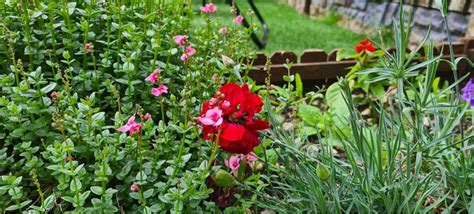 Bee Detection Object Detection Dataset And Pre Trained Model By JJB Object Detection Projects