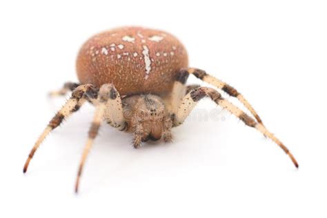 Aranha Marrom Foto De Stock Imagem De Frente Animais 260546722