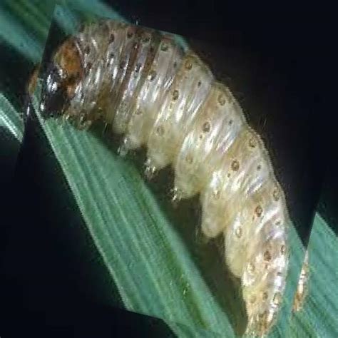 Pests And Insects Detection In Plants And Crops Object Detection