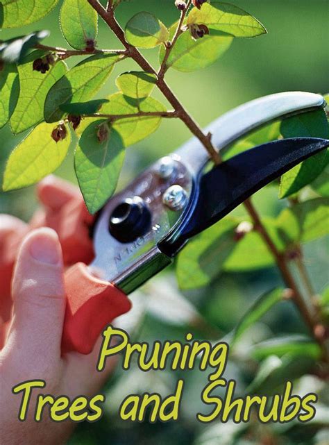 Quiet Cornerbasic Steps For Pruning Trees And Shrubs Quiet Corner