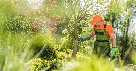 Tree Health Assessment When To Call An Arborist With Costs
