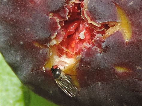 The Black Fig Flys Egg Description Observations