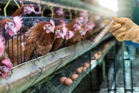 Poultry Feed Testing Services In Ahmednagar Id 2854240496848