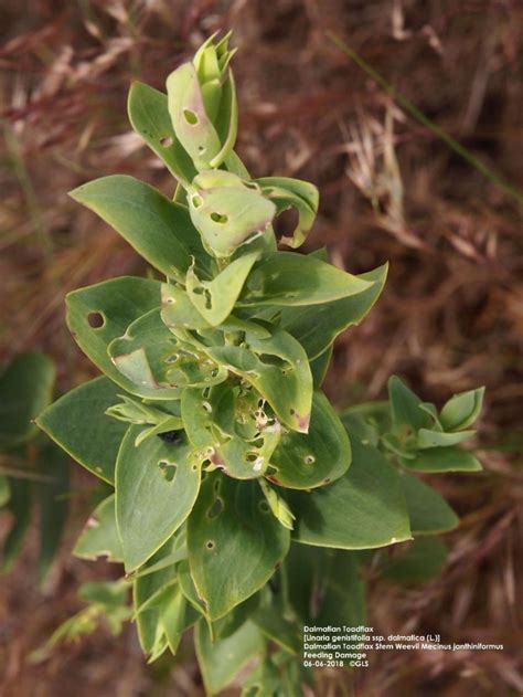 Dalmation Toadflax Prevention Key To Management Cropwatch Nebraska