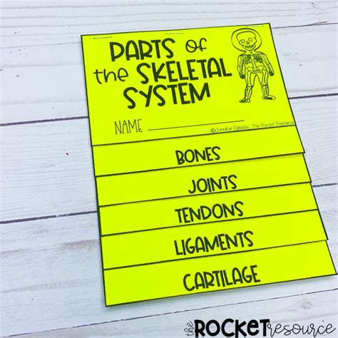 Skeletal System Classroom Unit The Rocket Resource