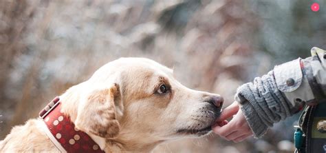 Flutter Css Image Hover Effects And Lightbox By Reverietech Codecanyon