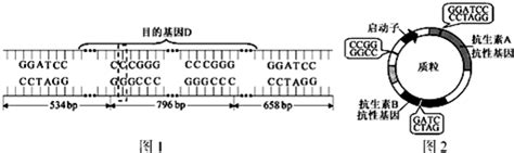 图1表示含有目的基因d的dna片段长度和部分碱基序列 图2表示一种质粒的结构和部分碱基序列．现有mspⅠ BamhⅠ MboⅠ SmaⅠ4种限制性核酸内切酶切割的碱基序列和酶切位点分别为c↓