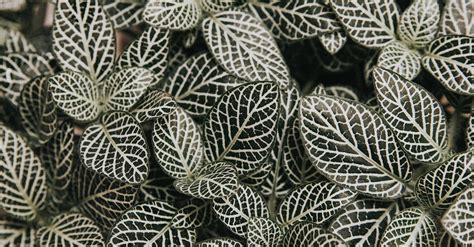 관상용 식물 나뭇잎 녹색 녹지 단풍 배경 도시 정글 리프 텍스처 무늬가 있는 잎 생체친화적 디자인 성장 수목원 식물 식물 관리 식물 수집 식물