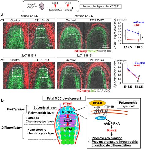 A Pthrp Gradient Drives Mandibular Condylar Chondrogenesis Via Runx2
