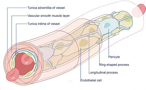Figure 1 From The Role Of Endothelial Cellpericyte Interactions In