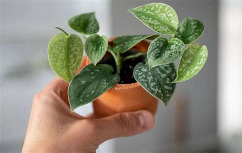 همه‌چیز درباره‌ی گل پتوس؛ انواع، خصوصیات و نکات کشت • دیجی‌کالا مگ