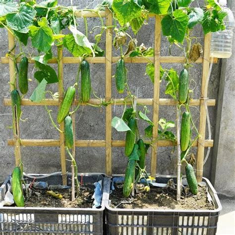 Inverted Container Gardening Cucumbers