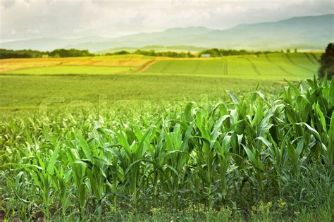 Corn Plant Field Stock Image Colourbox