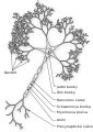 File Neuron Figure Sk Svg Wikimedia Commons
