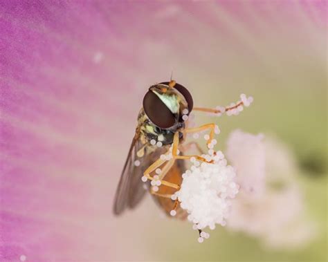 Looks Like This Hoverfly Is Trying To Eat More Than It Can Handle Samwilliams Macro