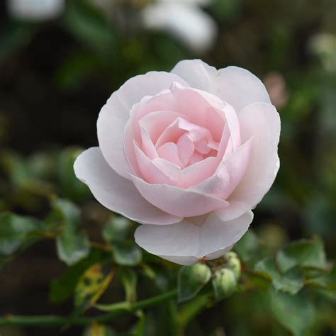 Many Rose New Dawn Lens Roses