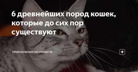 6 древнейших пород кошек, которые до сих пор существуют | Приключения ...