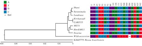 Cultivar Discrimination Based On Upgma Tree Construction And Snp Download Scientific Diagram