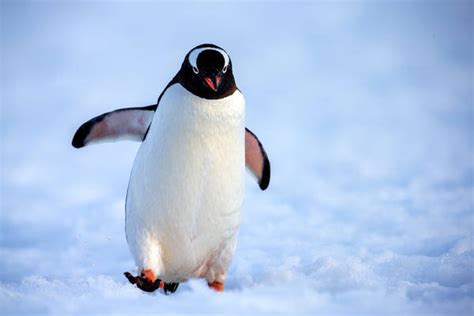 Penguin Photography Photos Of Penguins In The Wild Joseph C Filer Photography
