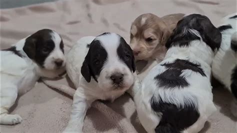 Parti Roan And Sable F1 Cockapoos Youtube