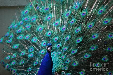 Pretty Peacock Photograph By Dejavu Designs Pixels