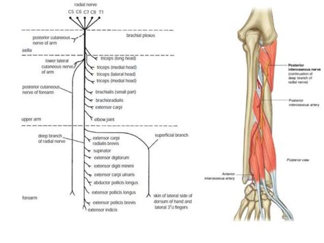 Extensor Compartment Of Forearm 1 Ppt