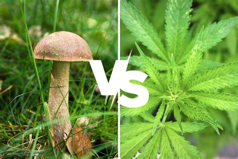 Mushroom Versus Cannabis A Detailed Comparison Mushroom Masters