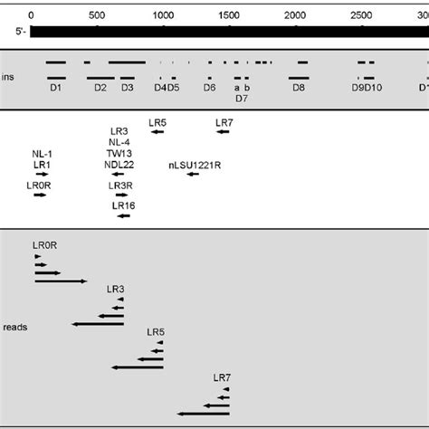 nuclear large subunit ribosomal dna lsu rdna primers download table