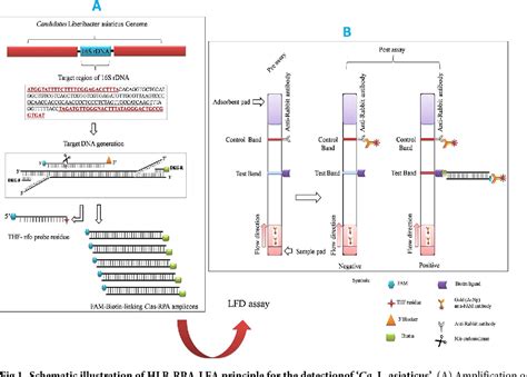 Figure 1 From Development Of A Recombinase Polymerase Based Isothermal Amplification Combined