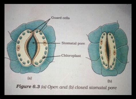 A Draw A Diagram To Show Open Stomatal Pore And Label On It 1 Guard