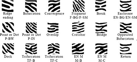 Different Types Of Minutiae Used By The Spanish Scientific Police Download Scientific Diagram