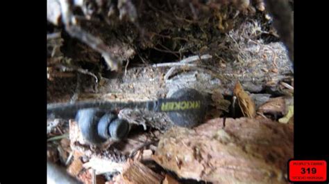 Dylan Redwine Crime Scene Photos Bones Clothes And Possible Toe Found