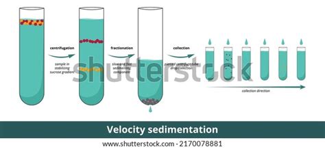 Sedimentation Velocity Over 4 Royalty Free Licensable Stock Vectors