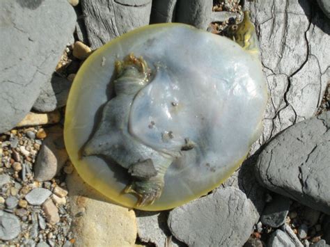 Pallid Spiny Softshell Turtle Juvenile Dfw Urban Wildlife