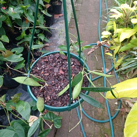 Hoya Lonolia Exoticflora