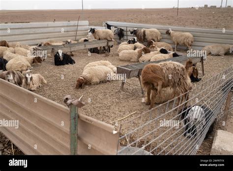 Iraq Nineveh Governorate Countryside Around Mosul On 2022 10 17 Iraqi Landscape Photograph